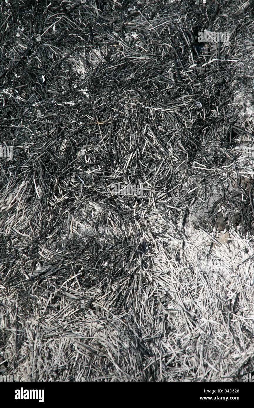 burned heather bushes in forest fire attack Stock Photo - Alamy