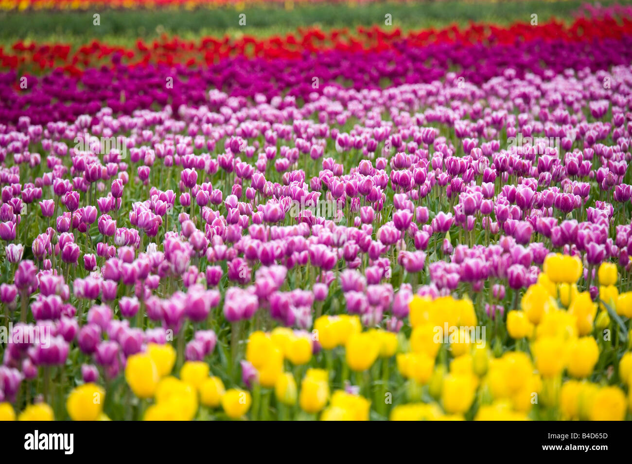 A Tulip Field Stock Photo - Alamy