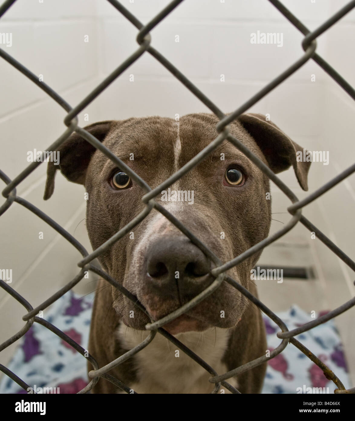 A Pitbull staring through the wire of his cage desparate to be saved ...