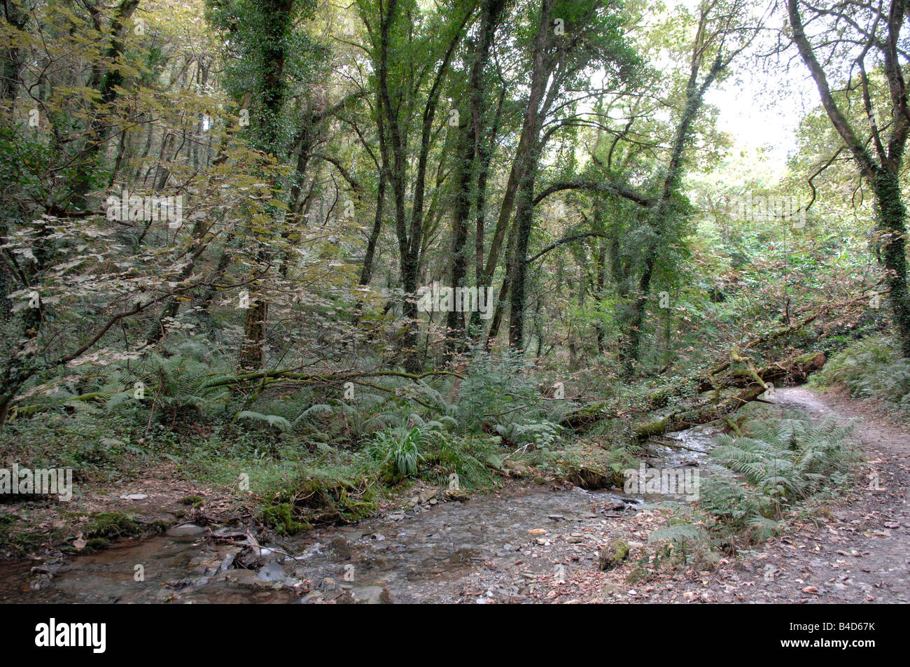 Woods forestry hi-res stock photography and images - Alamy