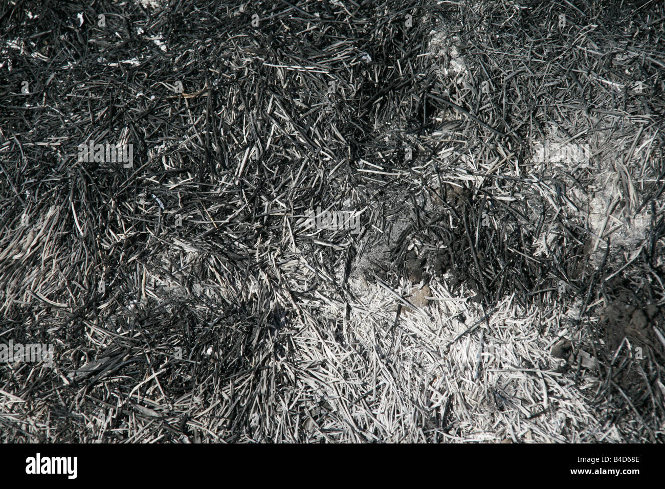 burned heather bushes in forest fire attack Stock Photo - Alamy
