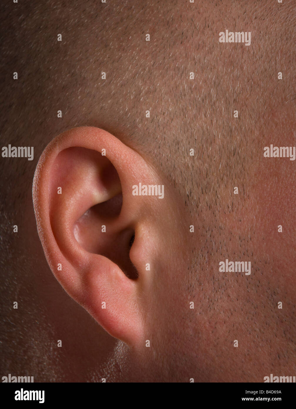 Parts of the ear hi-res stock photography and images - Alamy