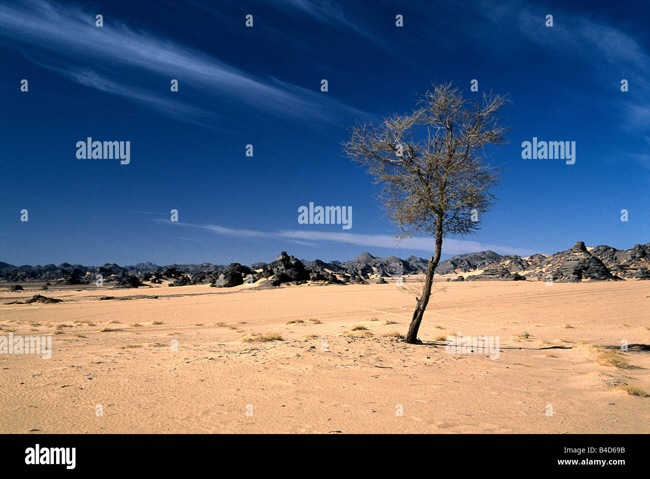 A tree adapted to the dryness of the central Sahara Desert, Libya Stock ...