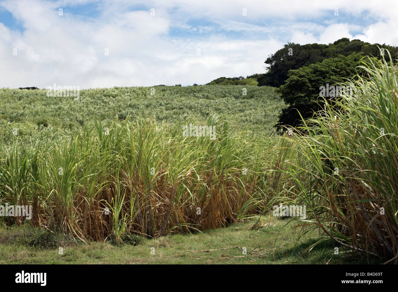 Sugar cane field caribbean hi-res stock photography and images - Alamy