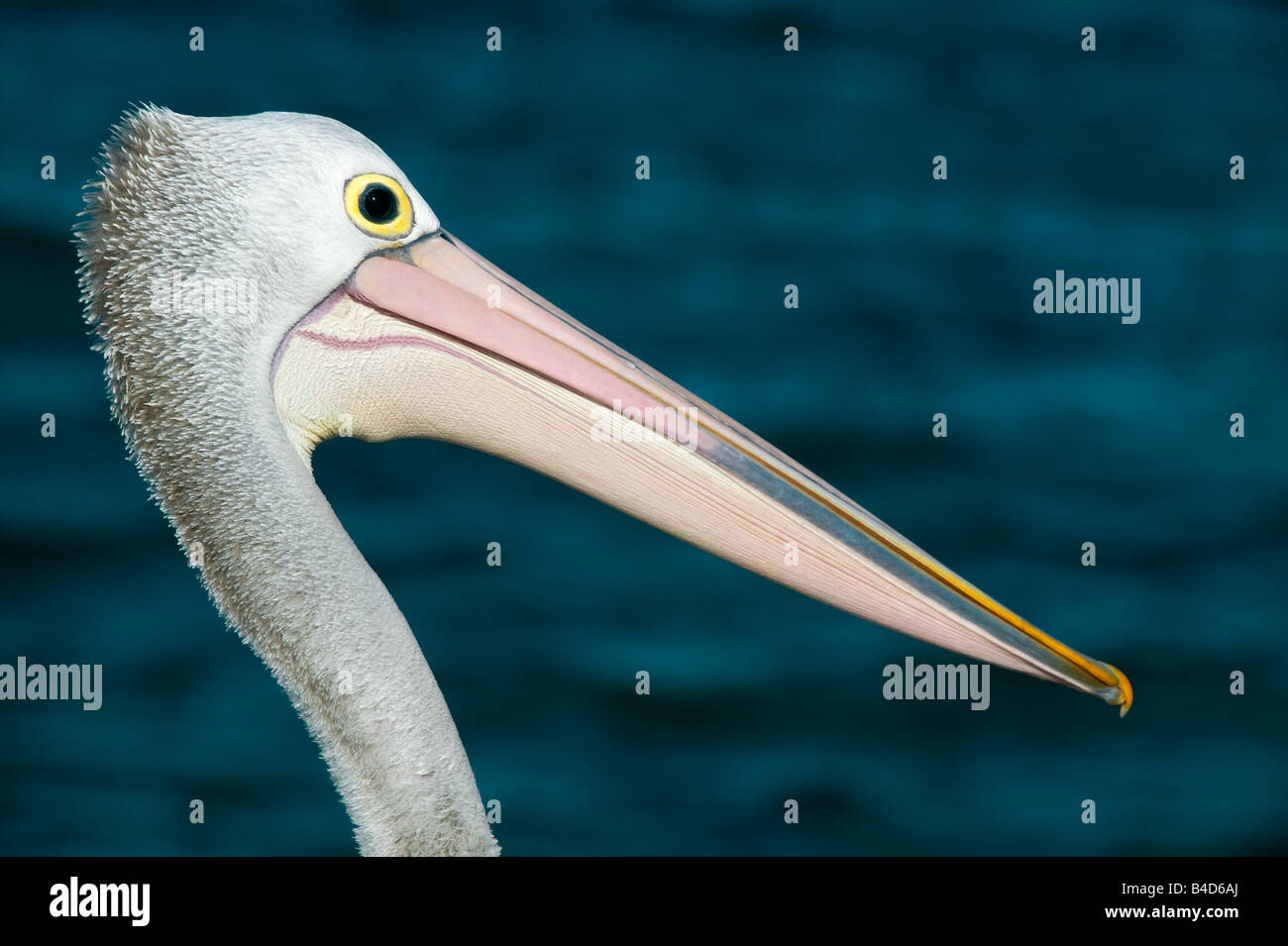 Australian pelican head hi-res stock photography and images - Alamy