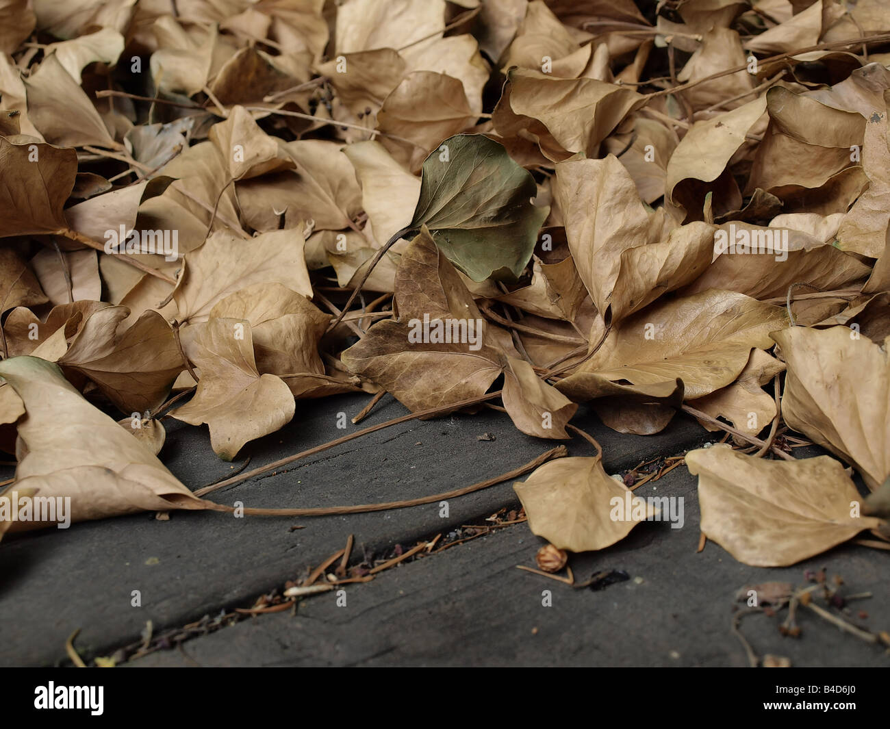Fall approaches oak tree and ivy leaves stack up on a wooden deck Stock ...