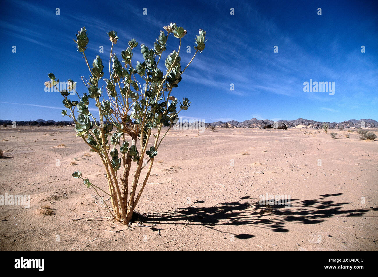 A tree adapted to the dryness of the central Sahara Desert, Libya Stock ...