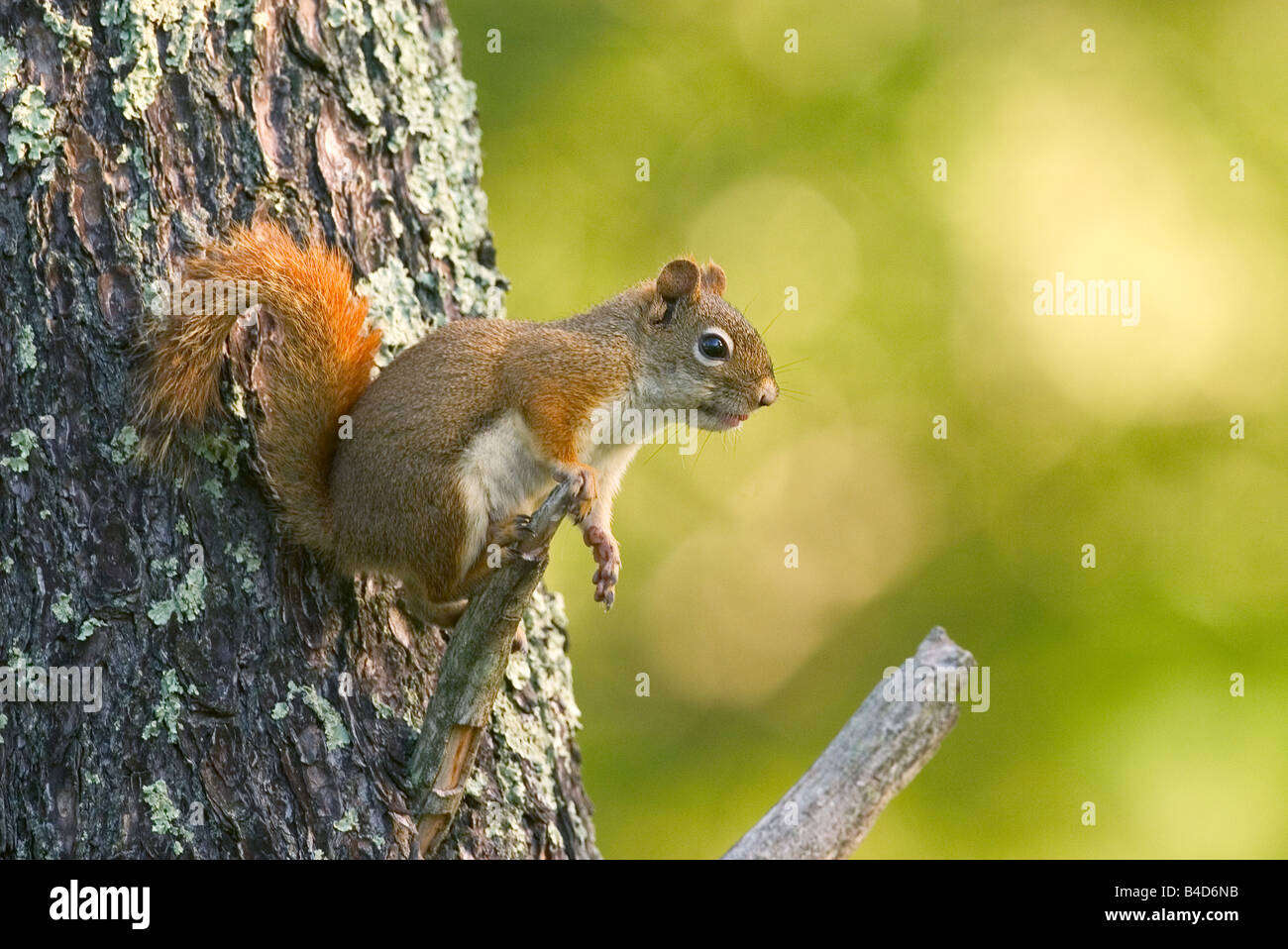 Red Squirrel Tamiasciurus hudsonicus Stock Photo - Alamy