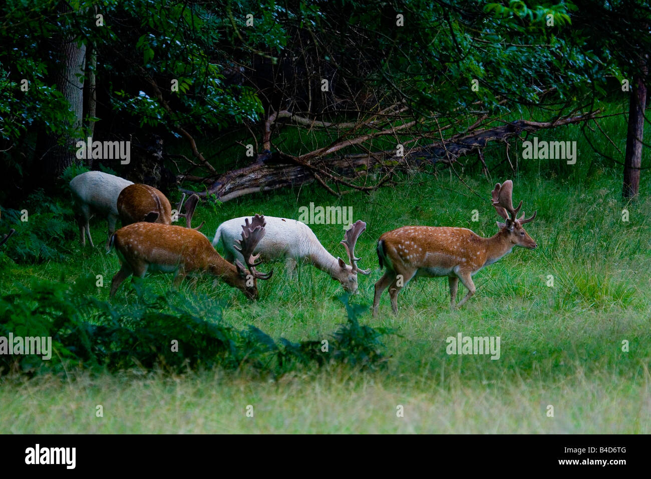 White stag hi-res stock photography and images - Alamy