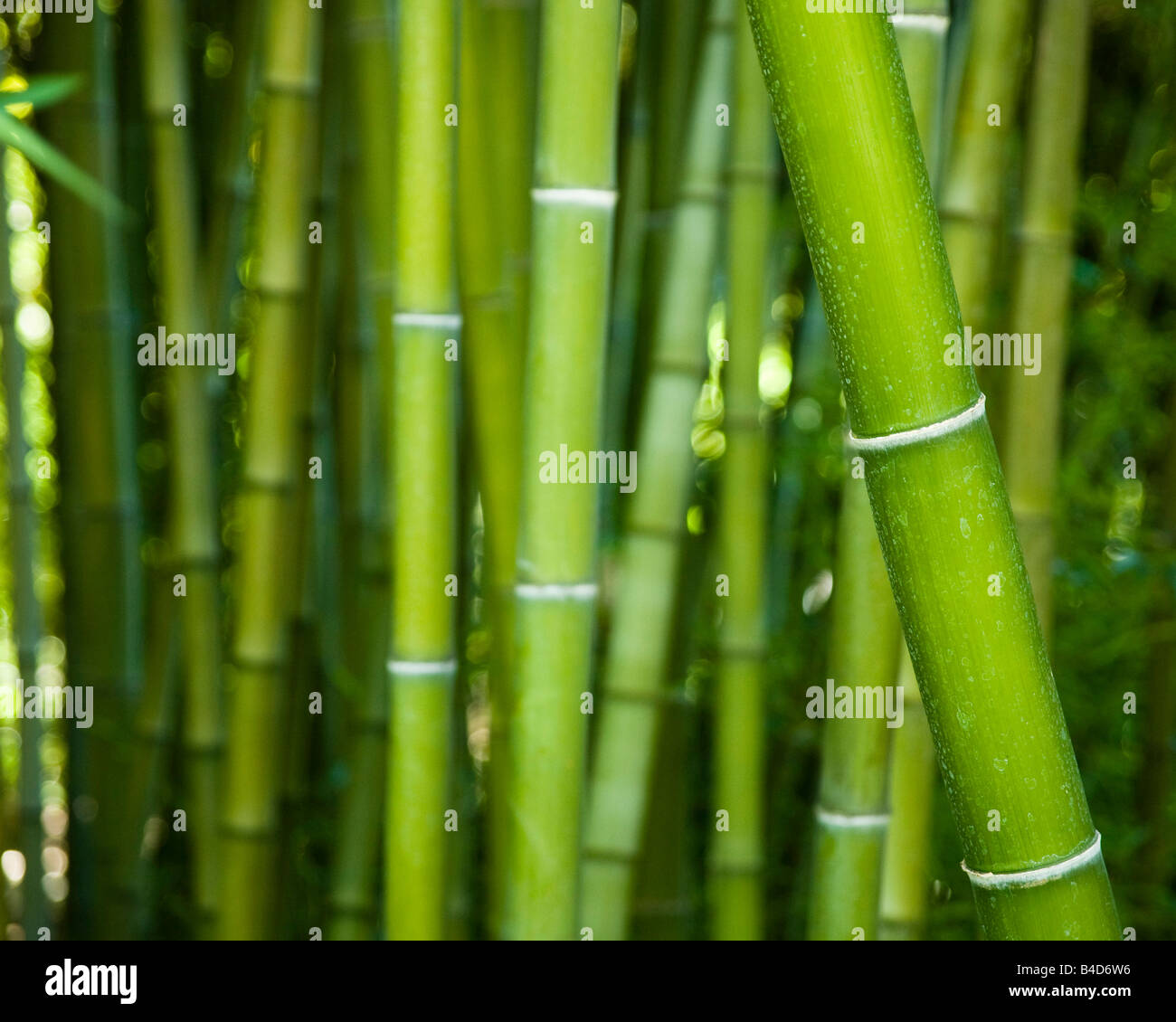 Giant timber bamboo hi-res stock photography and images - Alamy
