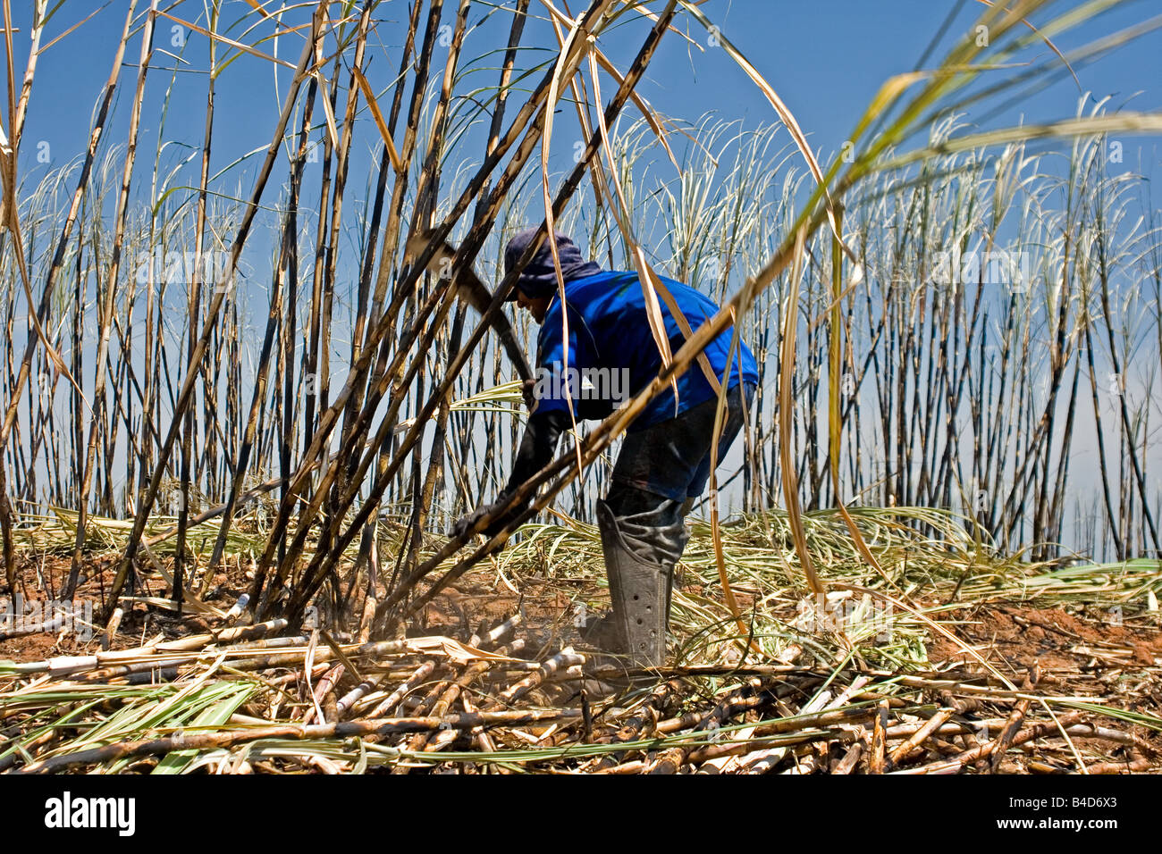 Sugar cane worker Stock Photo - Alamy