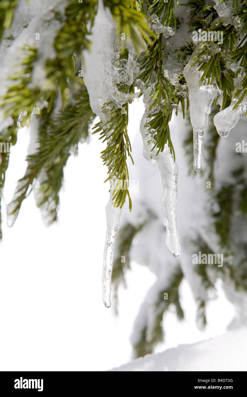 Spring snow, tree Stock Photo - Alamy
