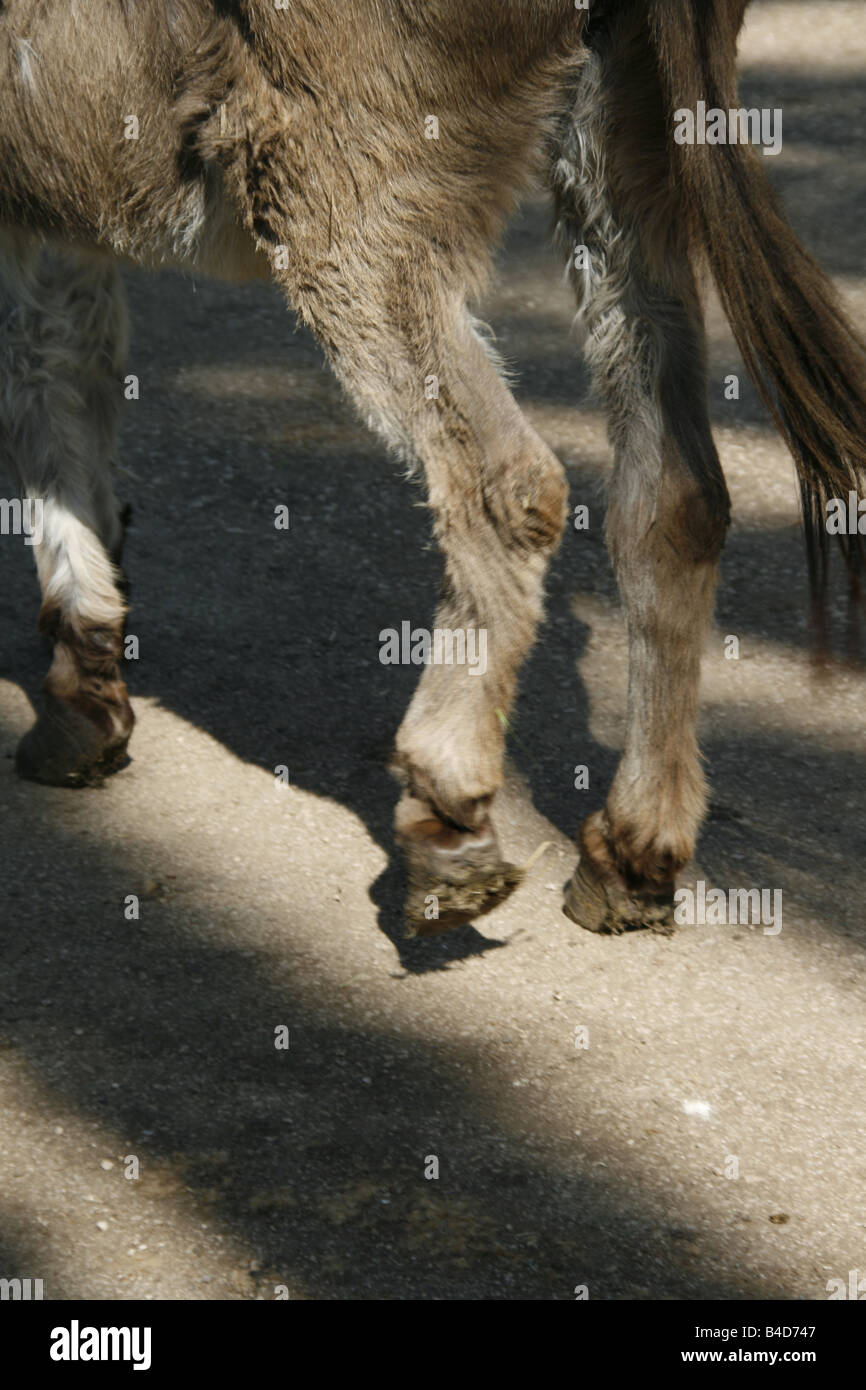 donkey's feet on street in sun Stock Photo - Alamy