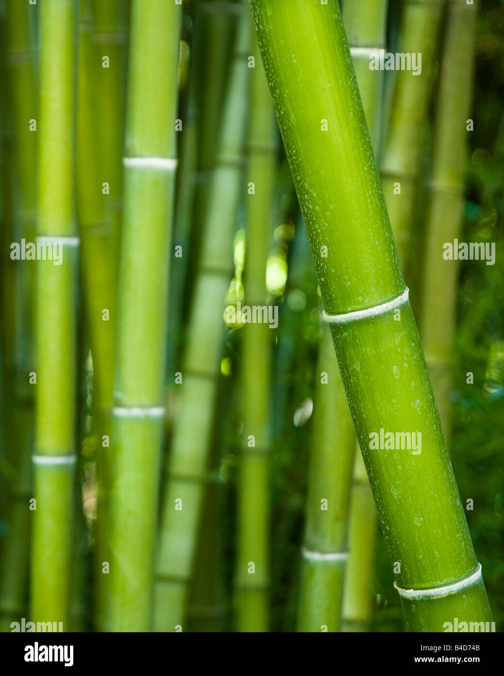 Giant timber bamboo hi-res stock photography and images - Alamy