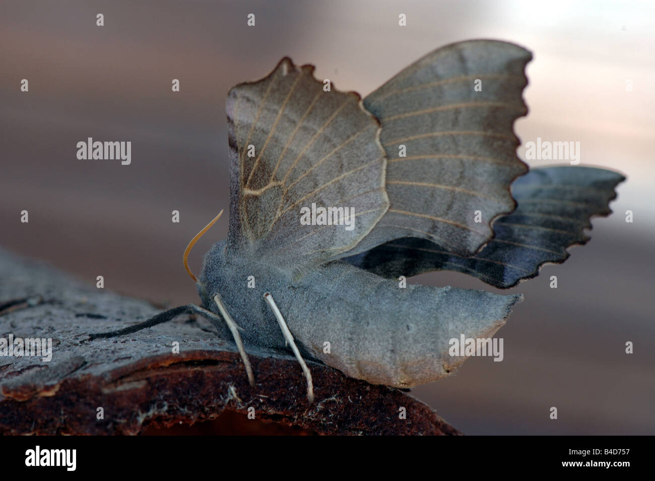 Grey gray eyes antennae sphingidae wings hi-res stock photography and ...