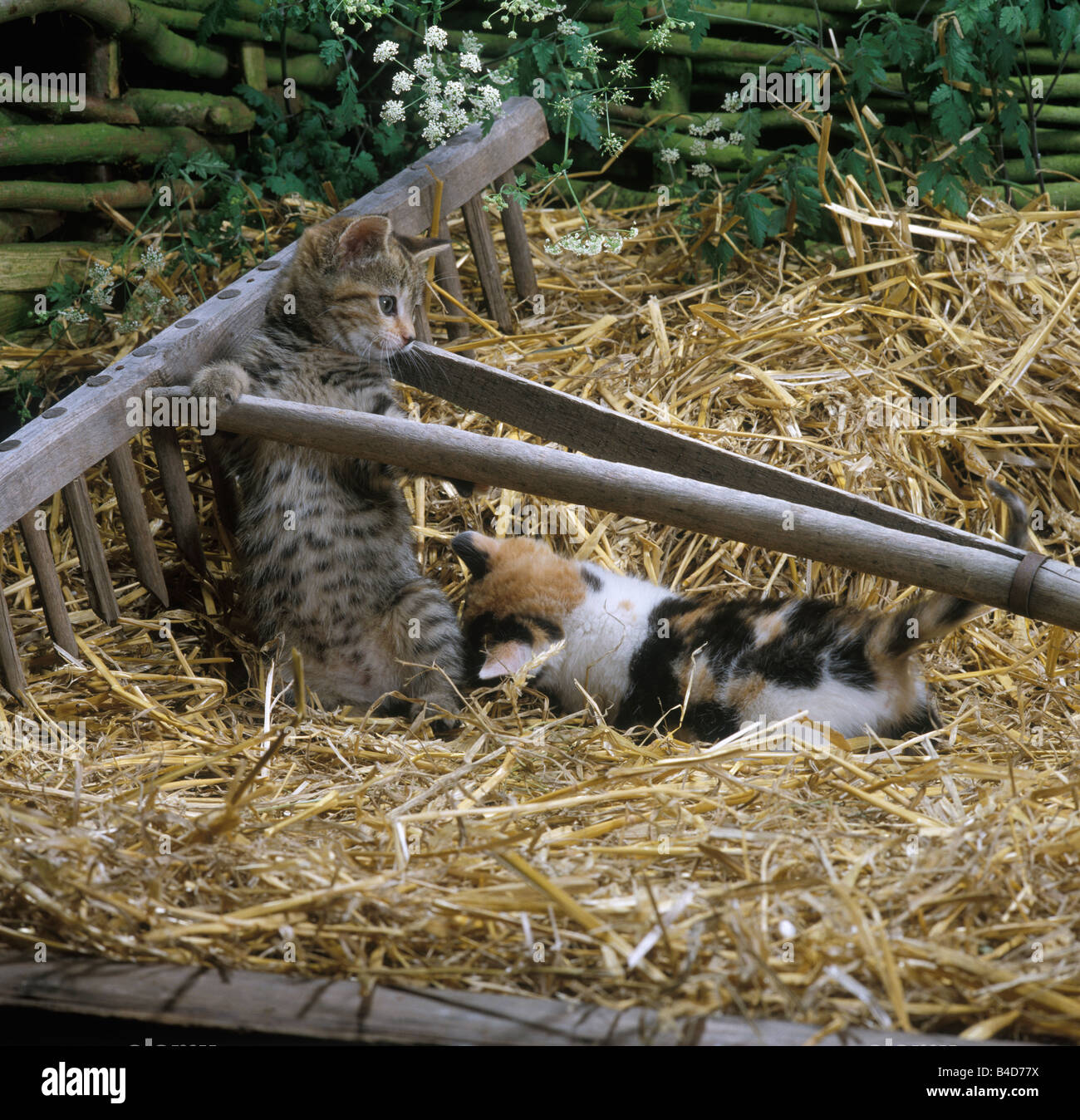 CAT,farm kittens playing Stock Photo - Alamy