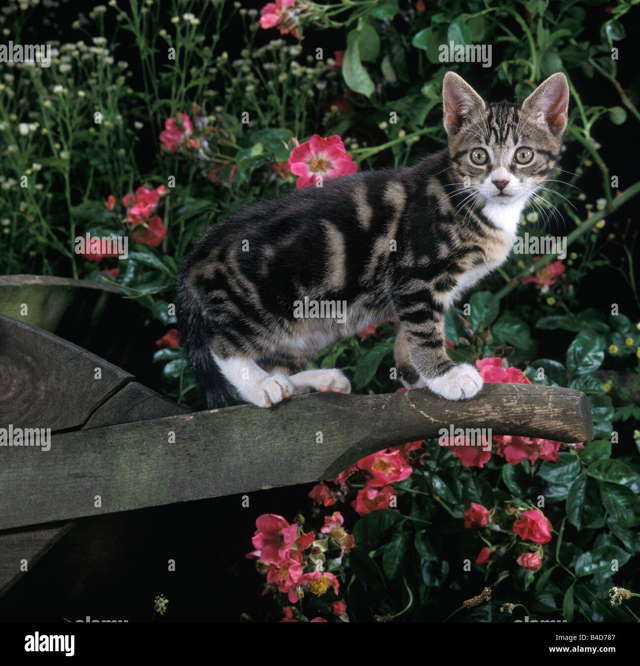 CAT, tabby kitten on handle of wooden wheelbarrow Stock Photo - Alamy