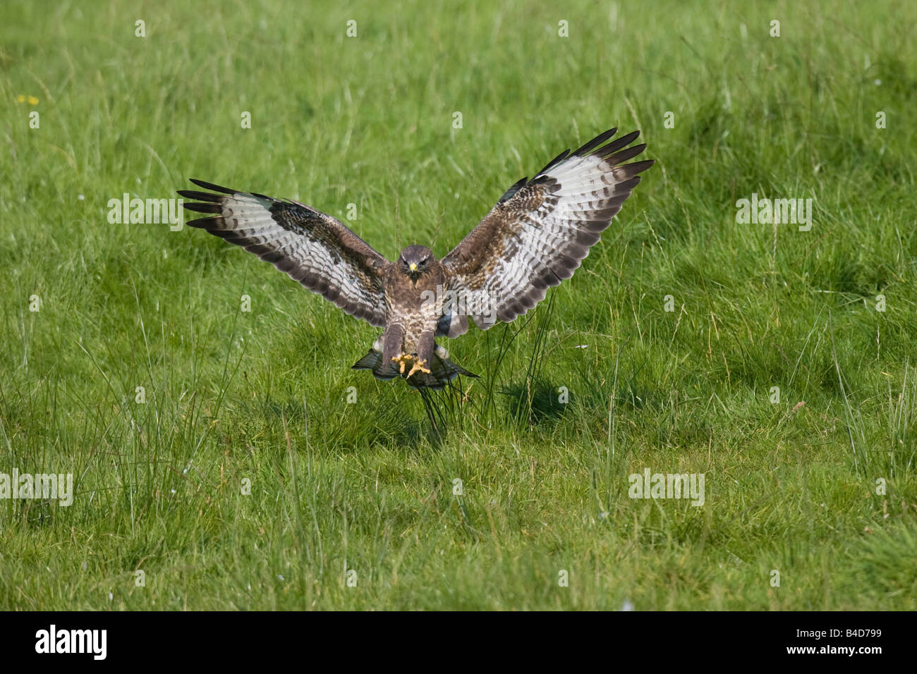 Eurasian buzzard buteo buteo hi-res stock photography and images - Alamy