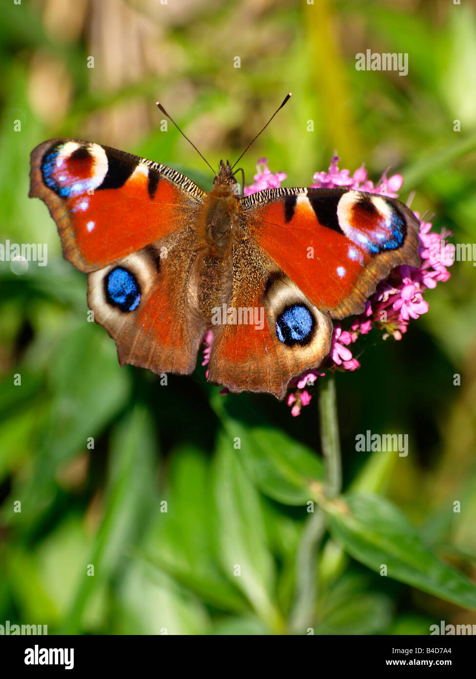 Inachis io hi-res stock photography and images - Alamy