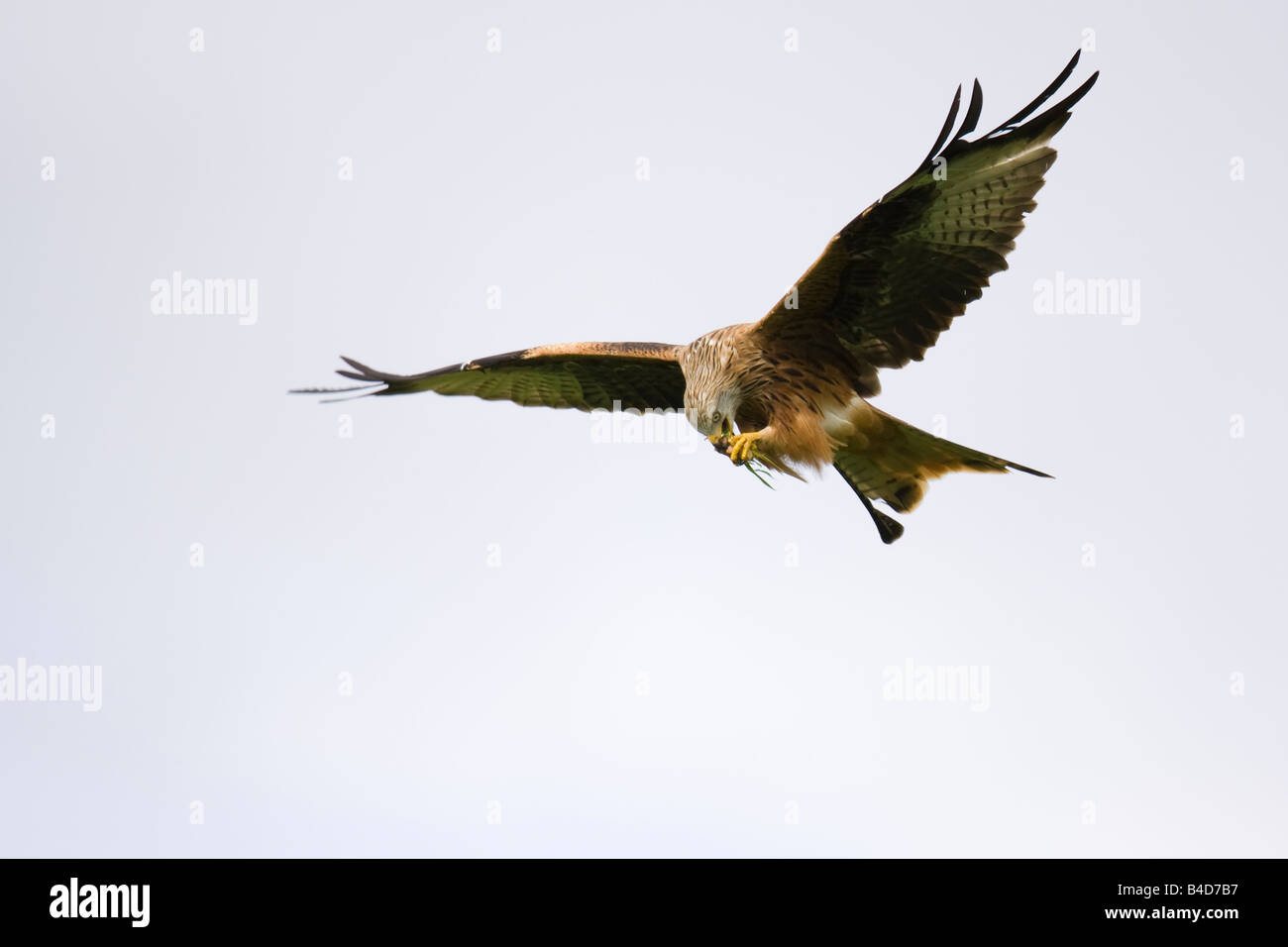 Red kite feeding on the wing hi-res stock photography and images - Alamy