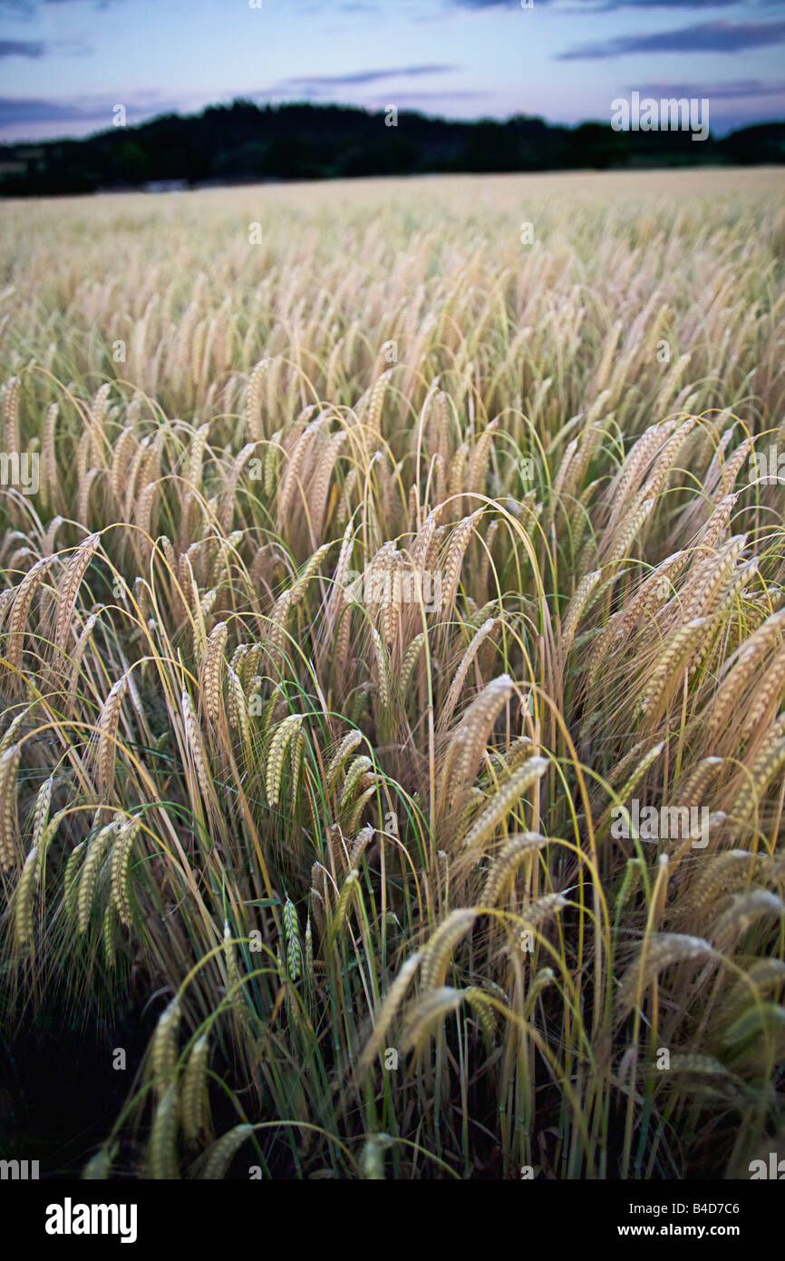 Wheat crops growing field sky cereal plant hi-res stock photography and ...