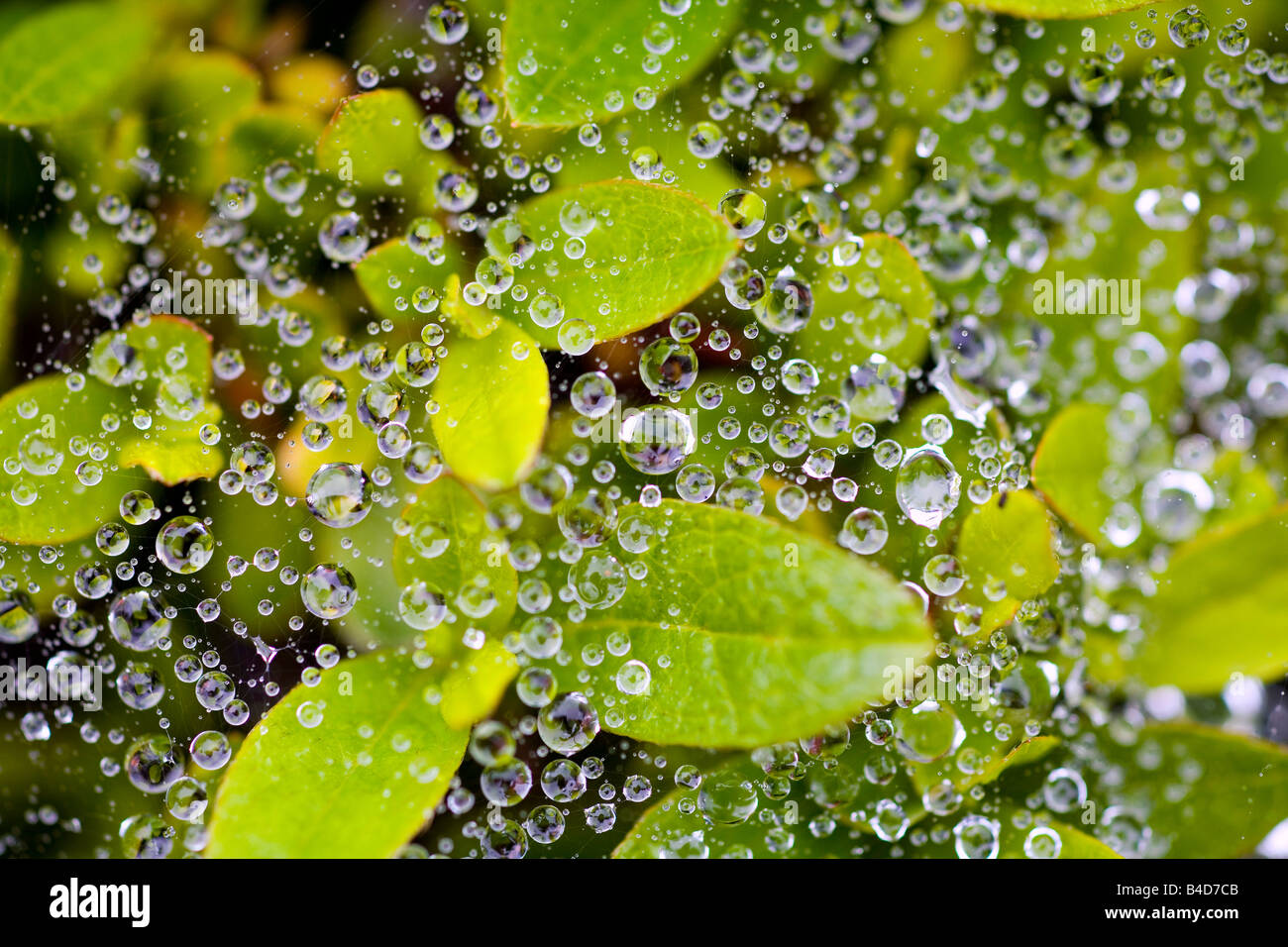 Close-up of morning dew on leaves Stock Photo - Alamy