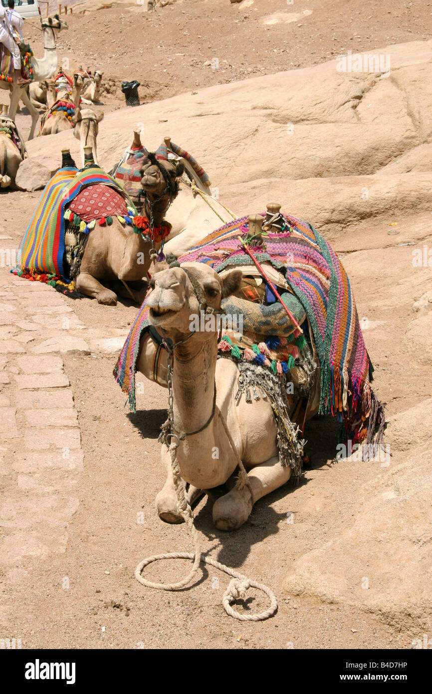 Camel laden hi-res stock photography and images - Alamy
