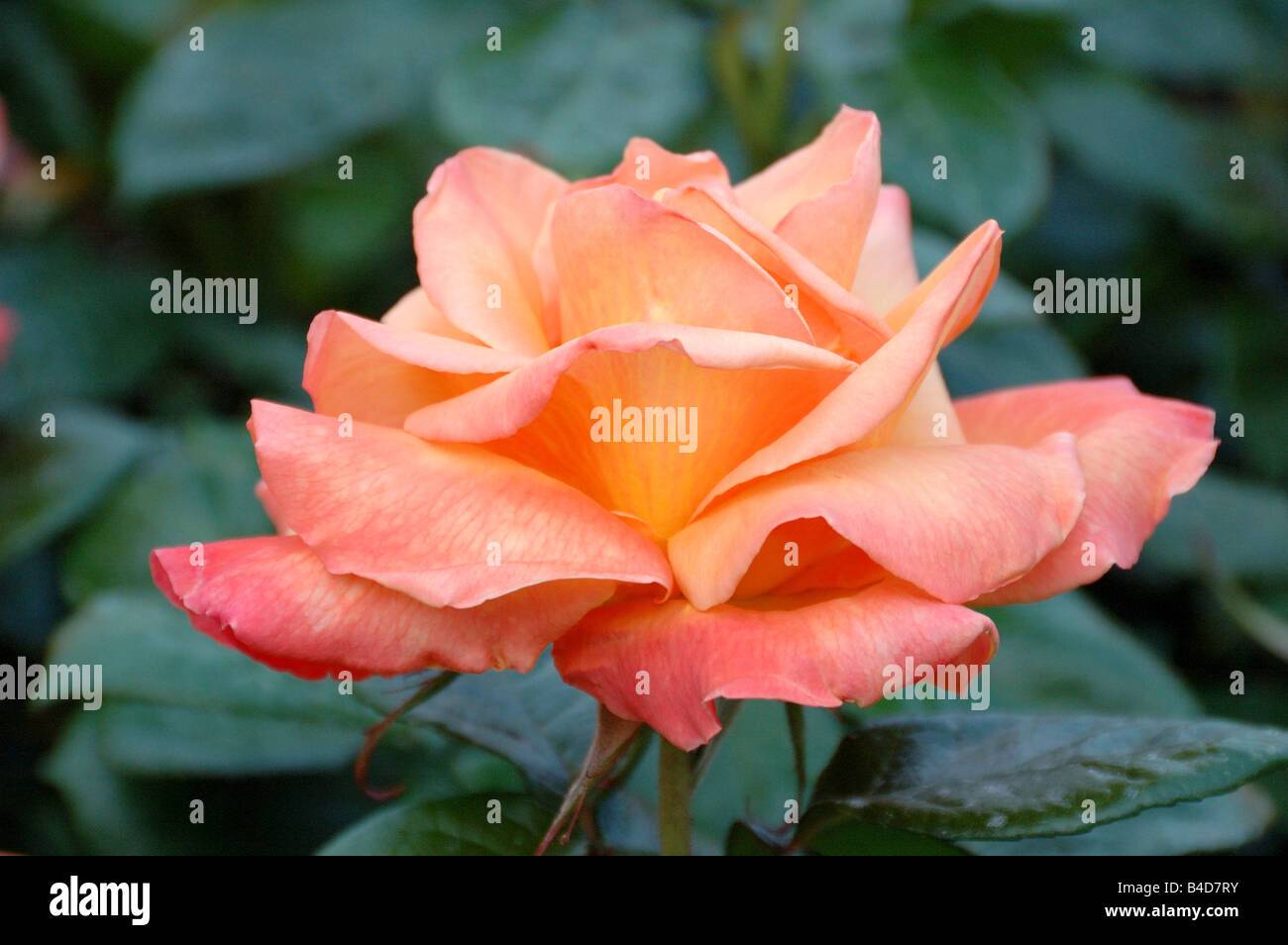 Rosa Fulton Mackay rose Stock Photo - Alamy