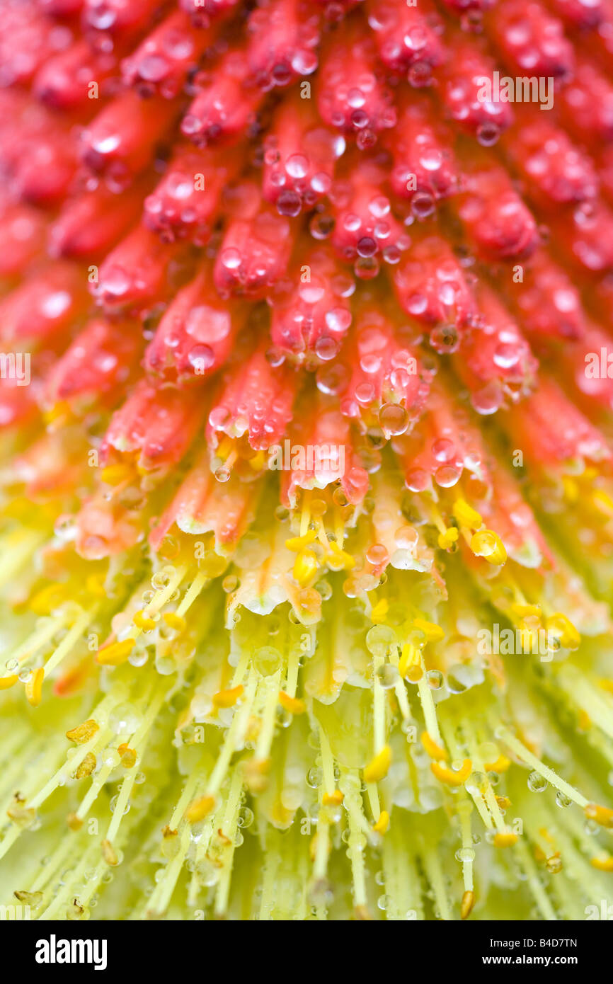 Close up of flower stamen Stock Photo - Alamy