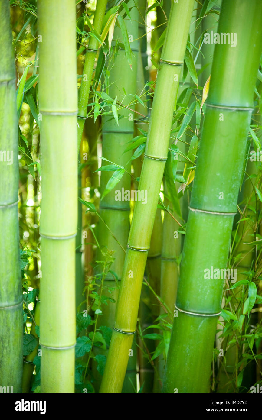 Giant timber bamboo hi-res stock photography and images - Alamy