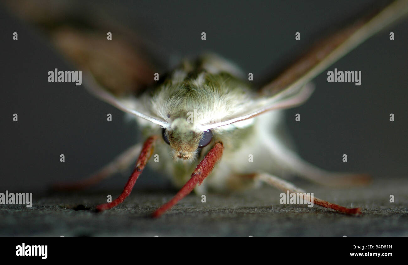 Moth face close up hi-res stock photography and images - Alamy