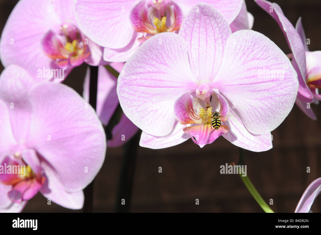 Pink orchidea hi-res stock photography and images - Alamy