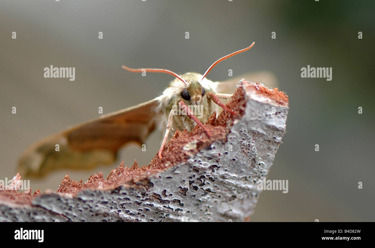 Moth face close up hi-res stock photography and images - Alamy