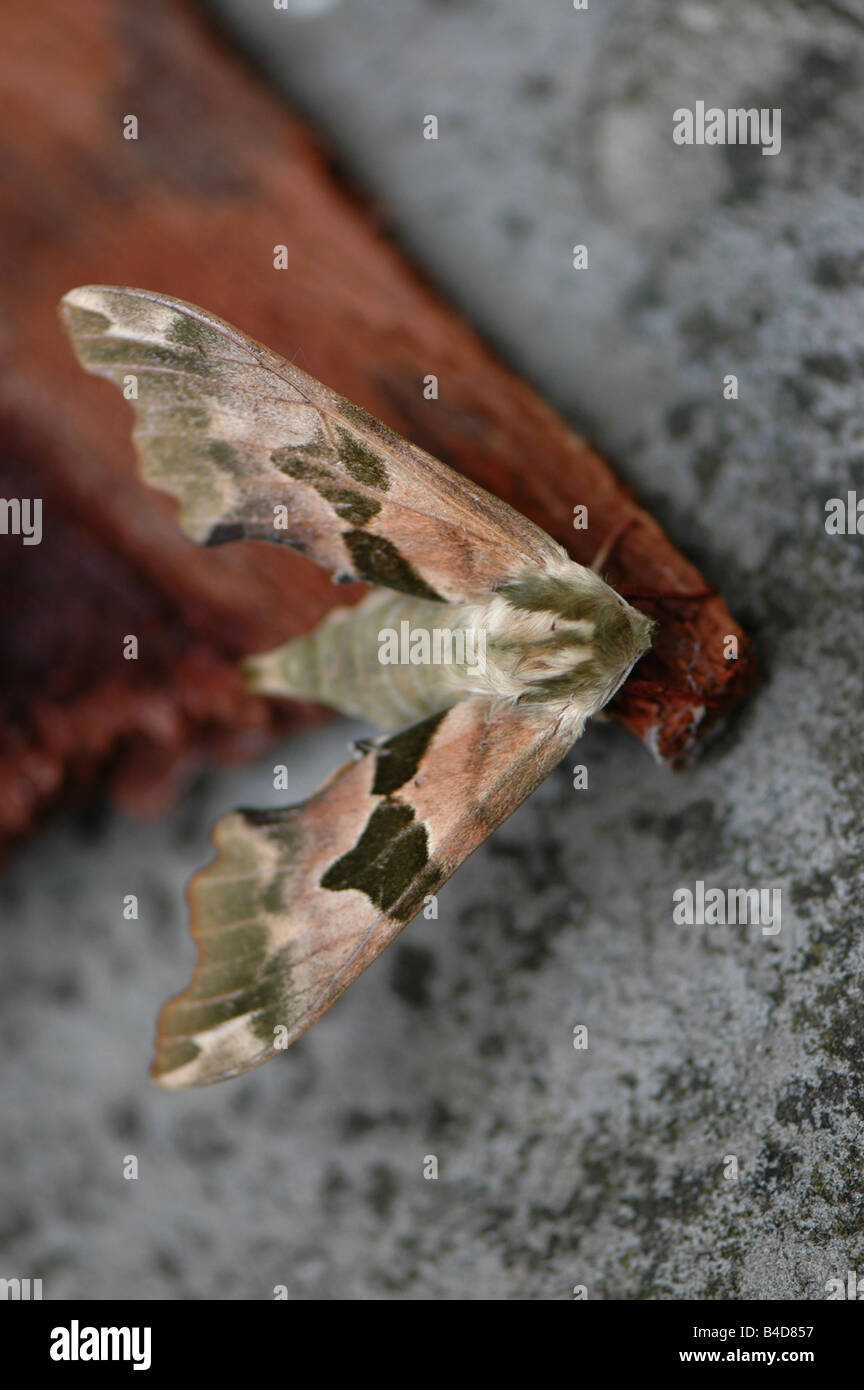 A Lime Hawk moth on a piece of bark Stock Photo - Alamy