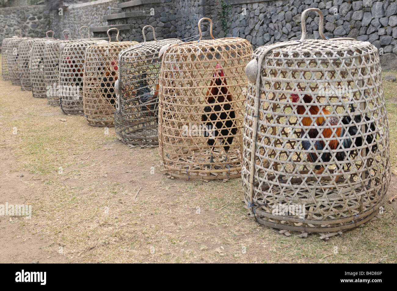 Row of Chicken fight in thier cage having sun bathing, Bali Aga village ...