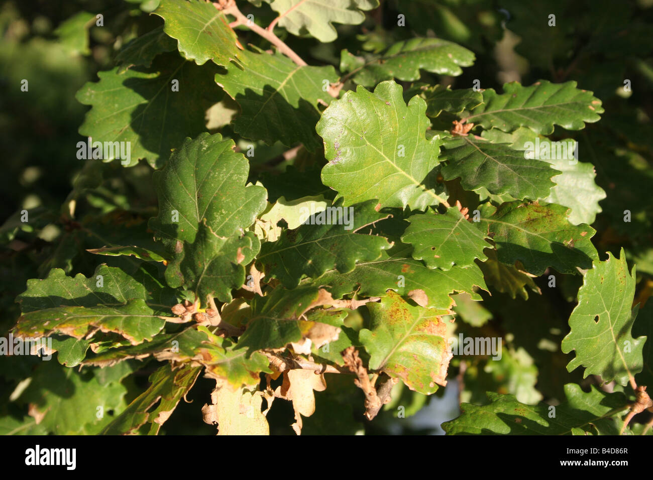A branch with green oak leaf. horizontal. 63051 Oak Leaf Stock Photo ...
