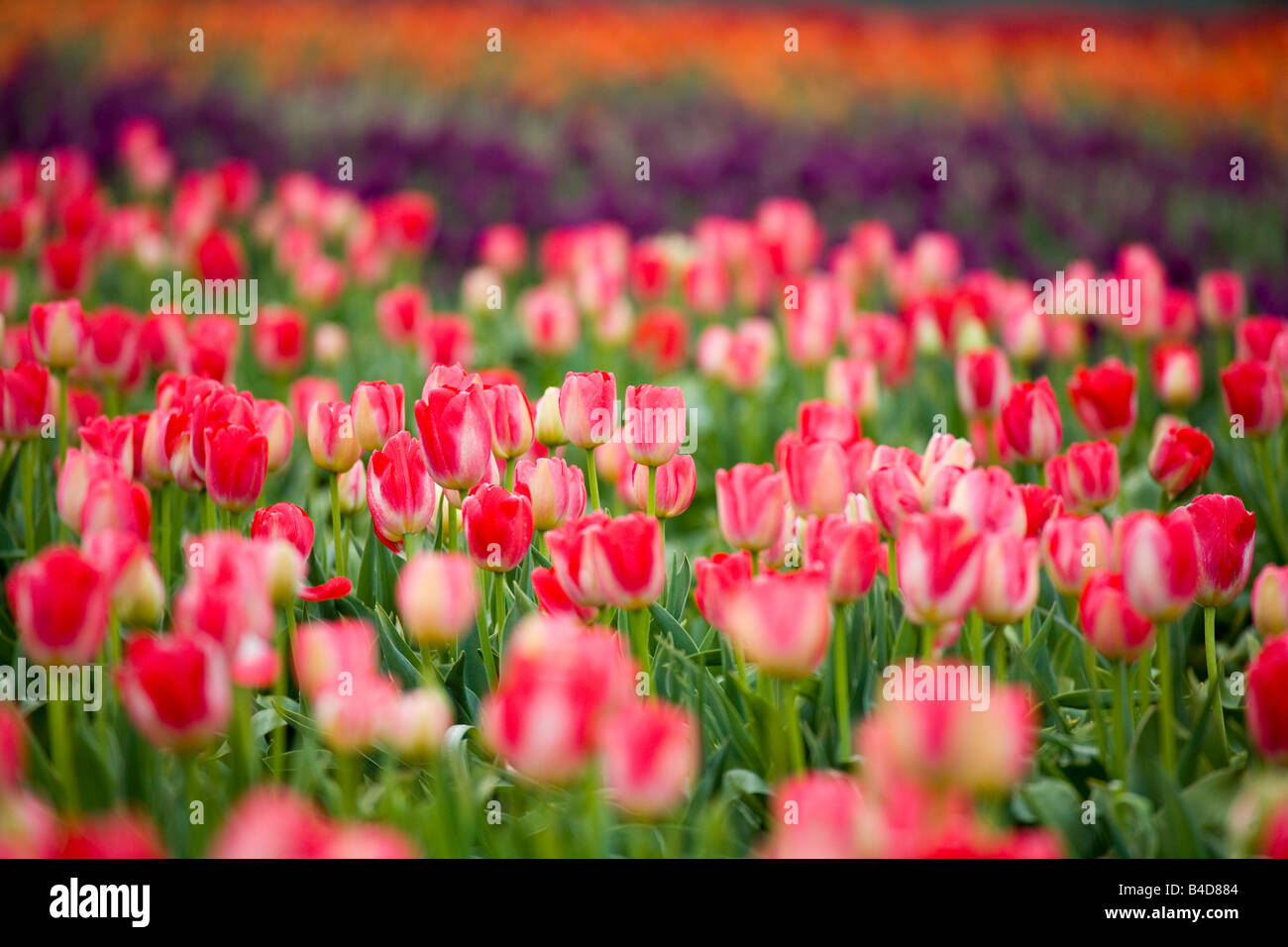 A Tulip Field Stock Photo - Alamy