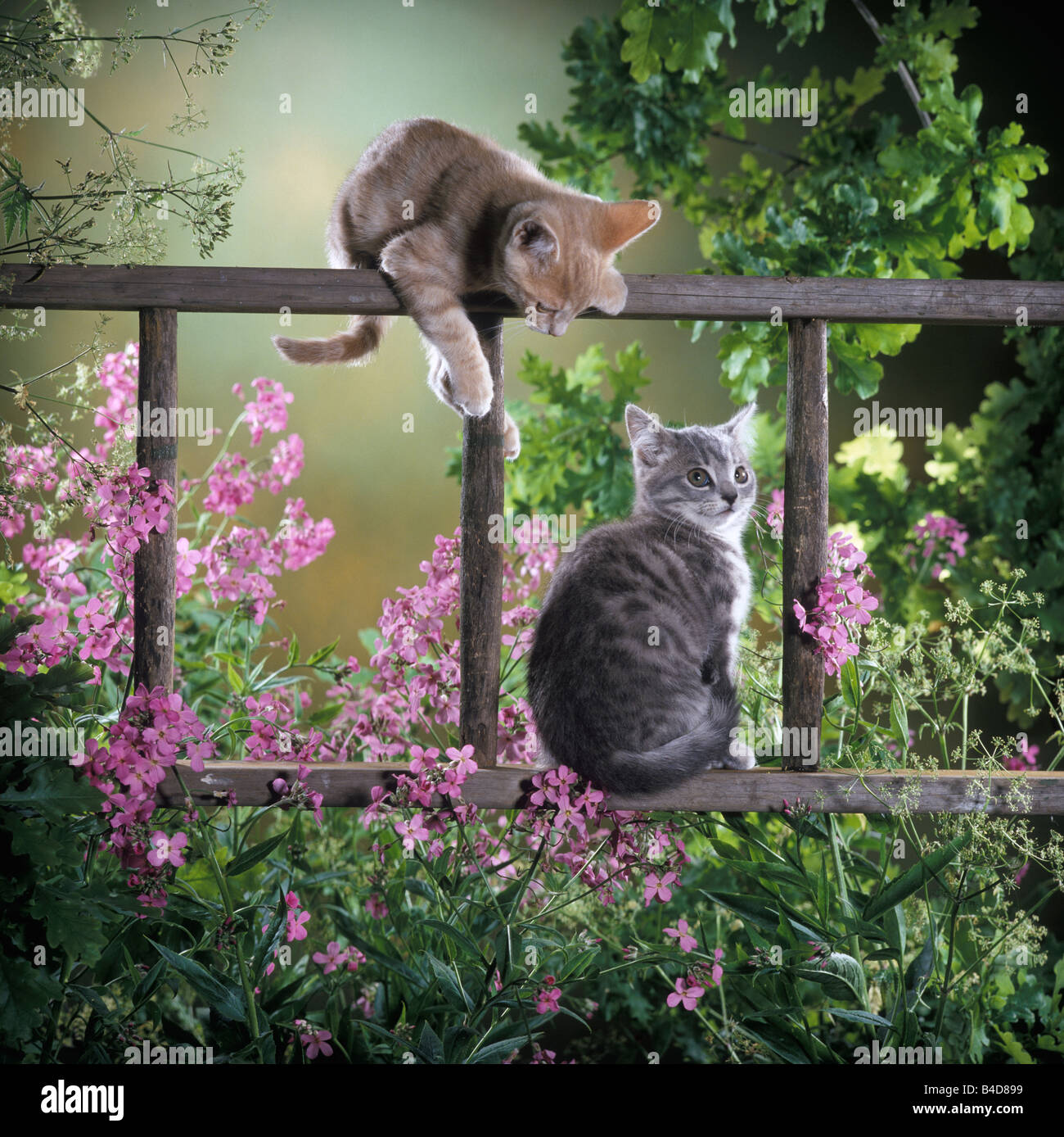 CAT, 10-weeks-old apricot tabby male with blue tabby sister Stock Photo ...