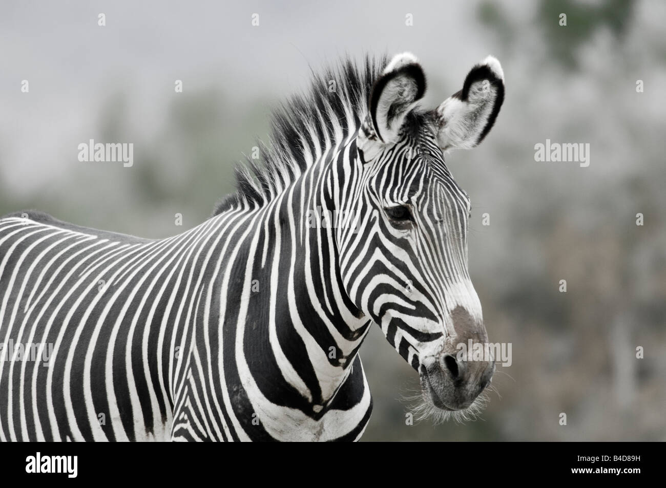 Close-up black and white photo of a Grévy's zebra Stock Photo - Alamy