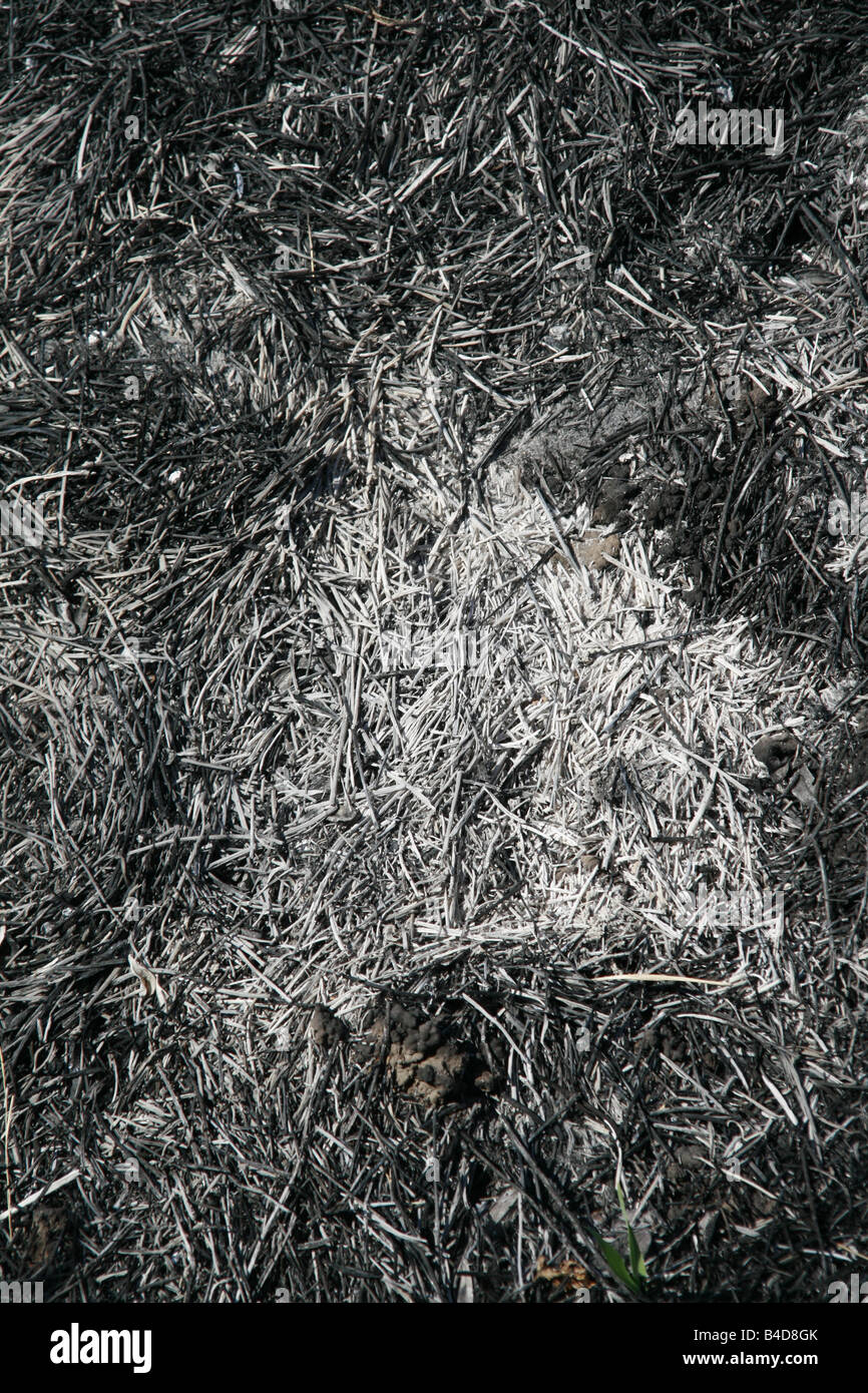 burned heather bushes in forest fire attack Stock Photo - Alamy