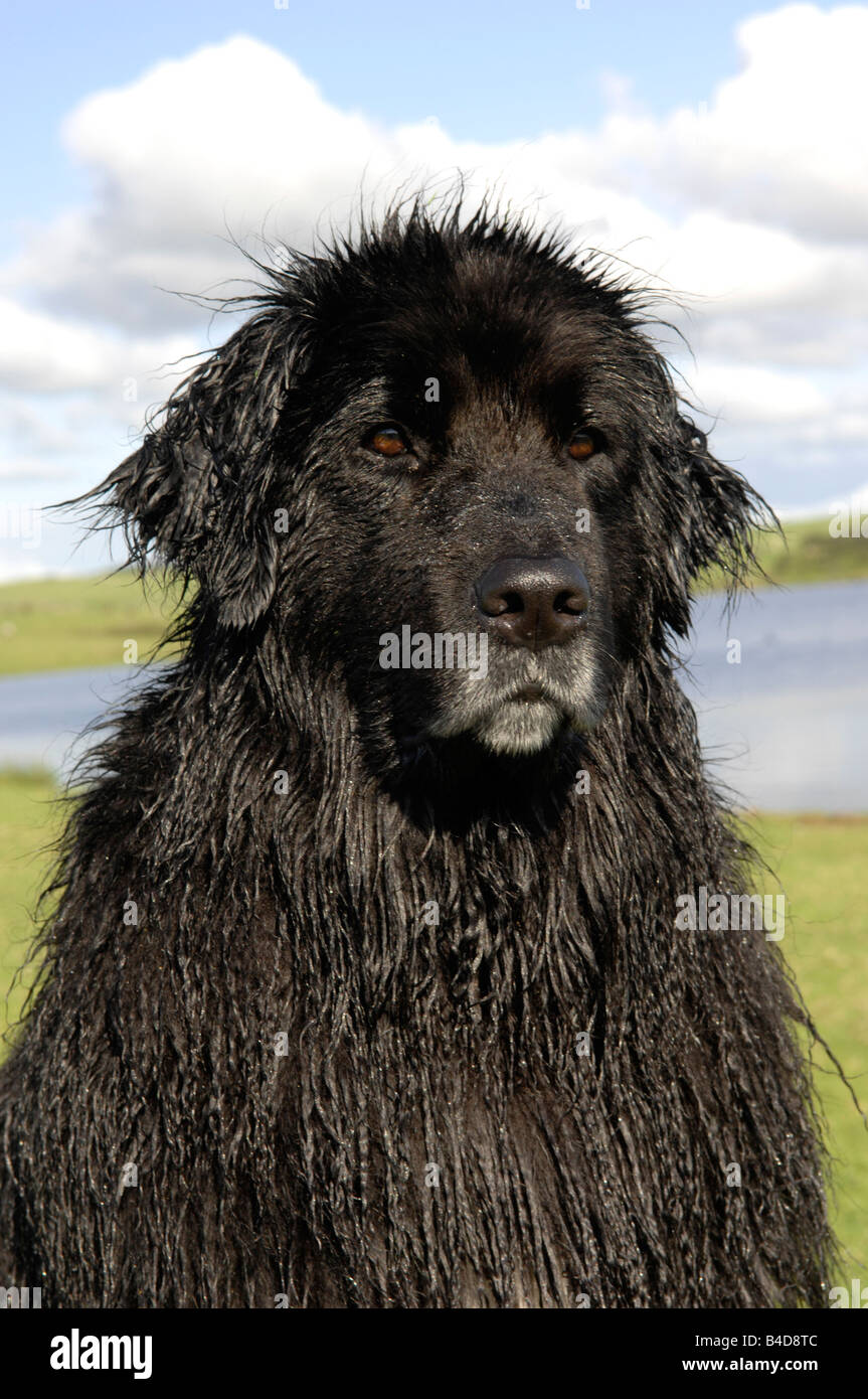 Rescue dog newfoundland swimming hi-res stock photography and images ...