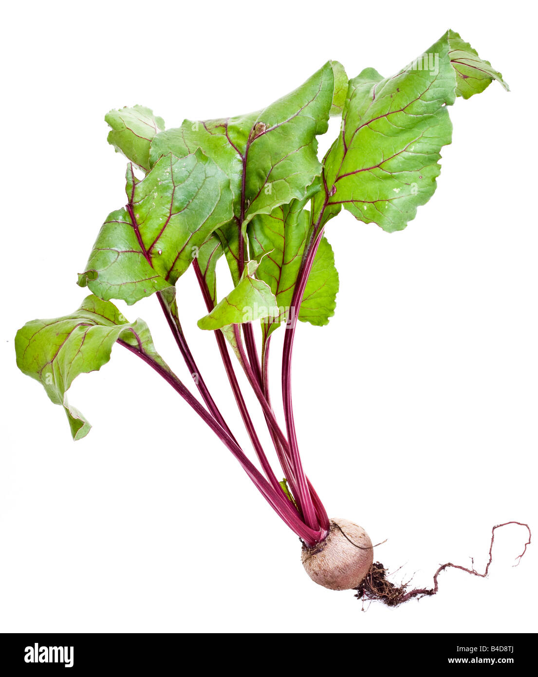 Whole beet root vegetable isolated on white background Stock Photo - Alamy
