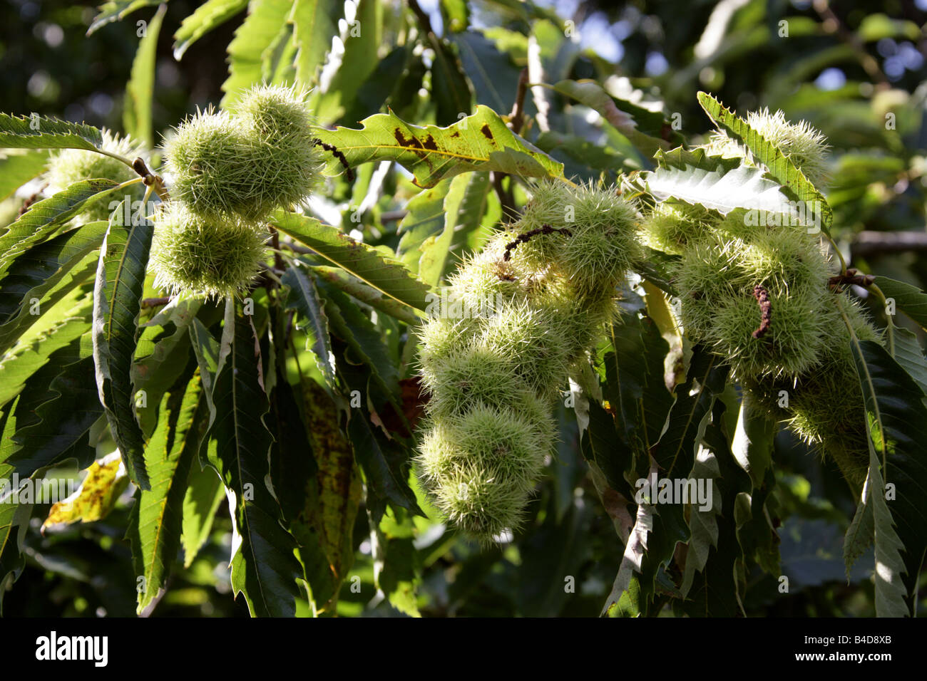 Fruit of the Sweet Chestnut aka Spanish Chestnut, Portuguese Chestnut ...