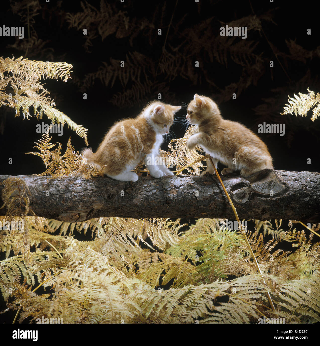 CAT, ginger kittens, ten weeks-old brothers playing on fence rail Stock ...