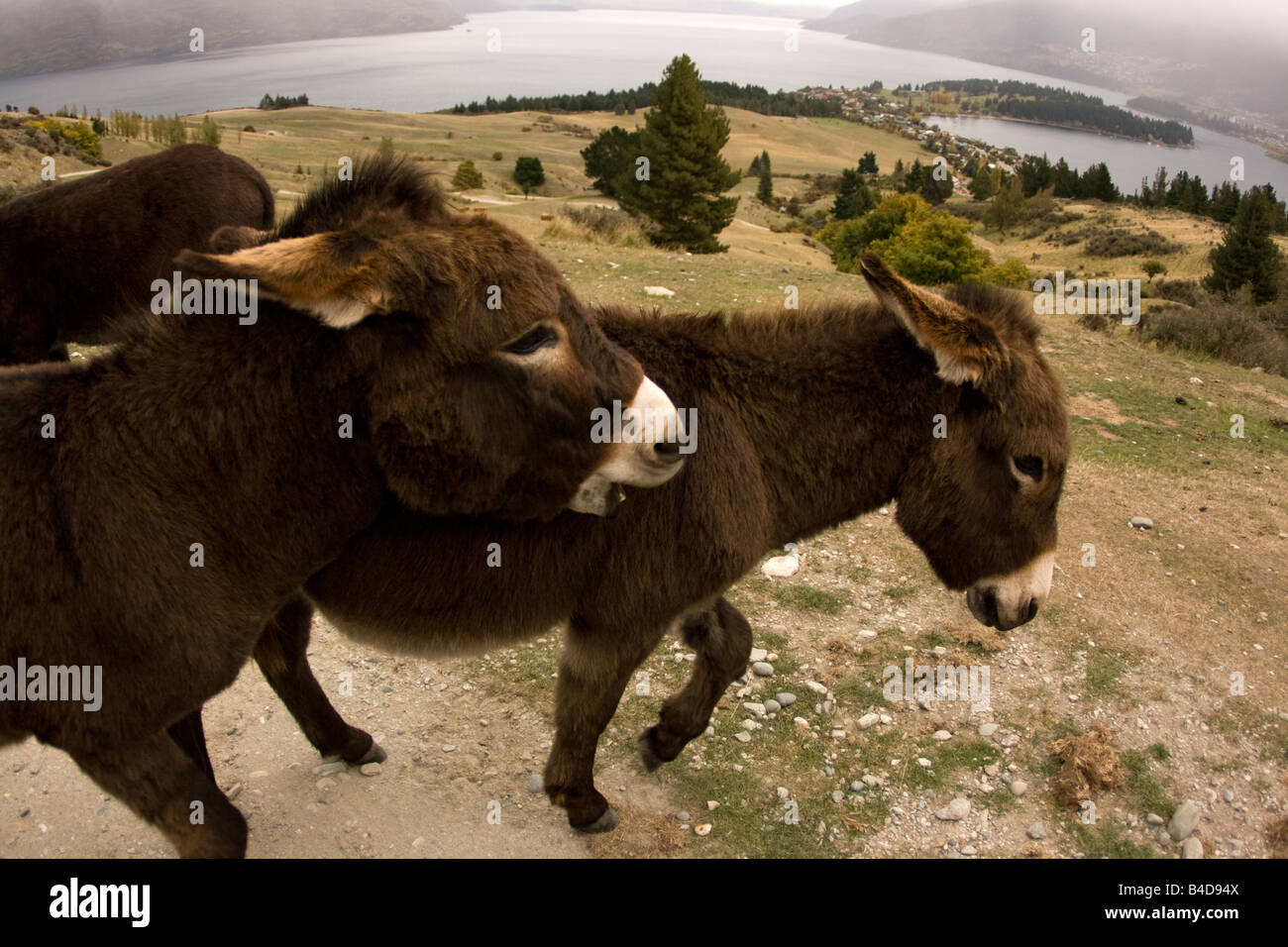 Donkeys walking on a mountain in New Zealand Stock Photo - Alamy