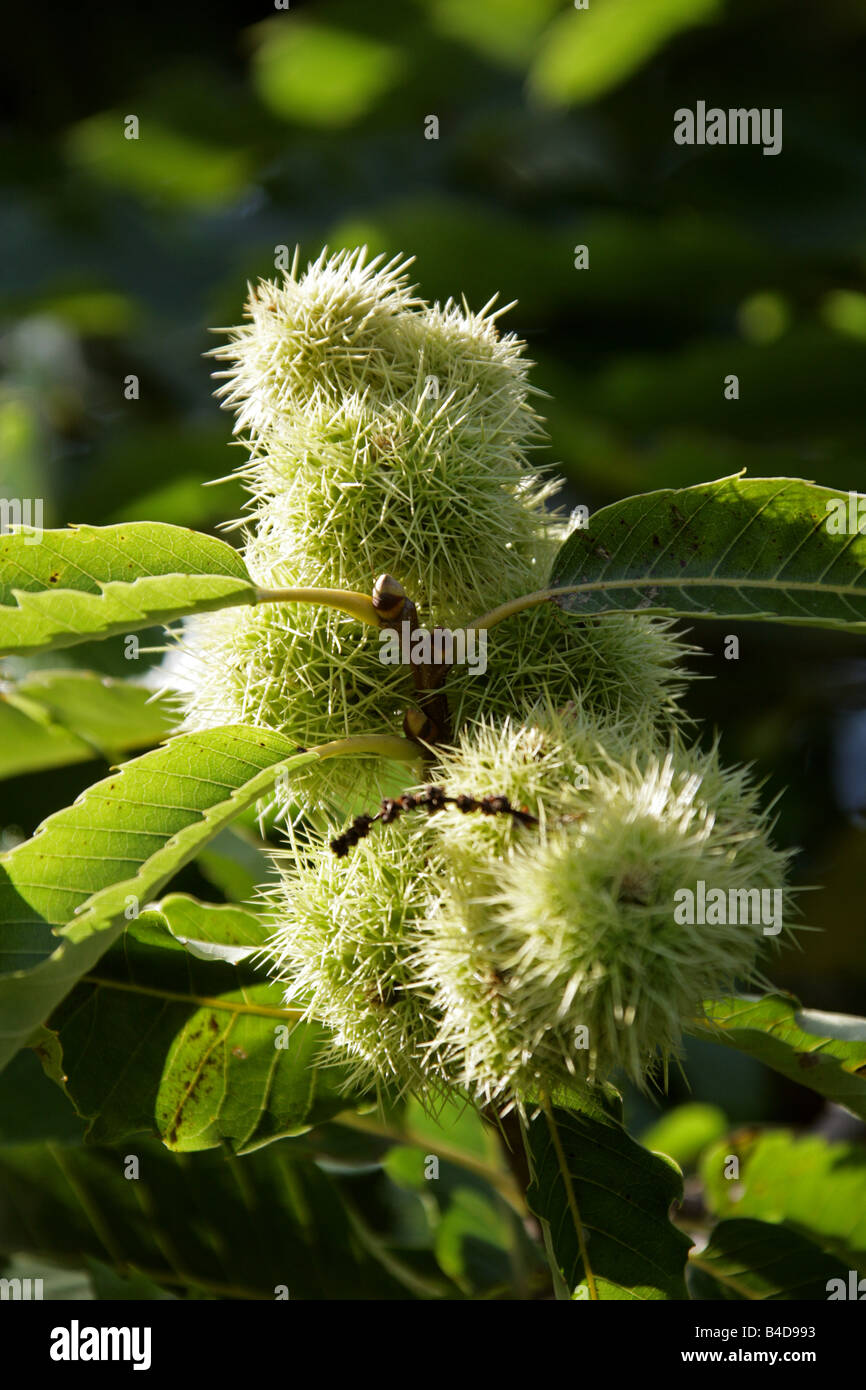 Fruit of the Sweet Chestnut aka Spanish Chestnut, Portuguese Chestnut ...