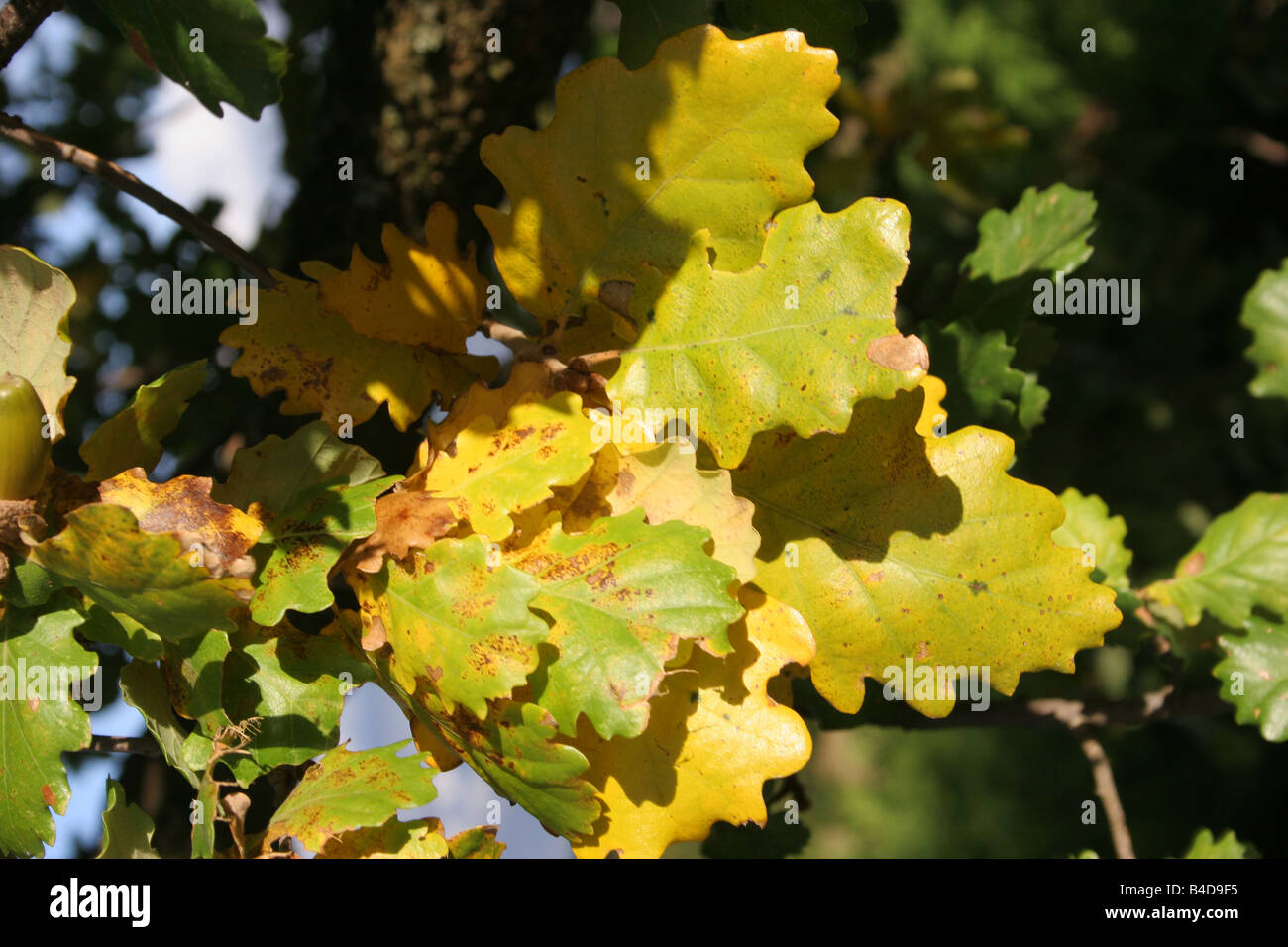 A branch with green oak leaf. horizontal. 63052 Oak Leaf Stock Photo ...