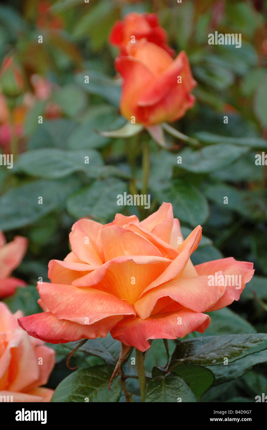 Fulton mackay hi-res stock photography and images - Alamy