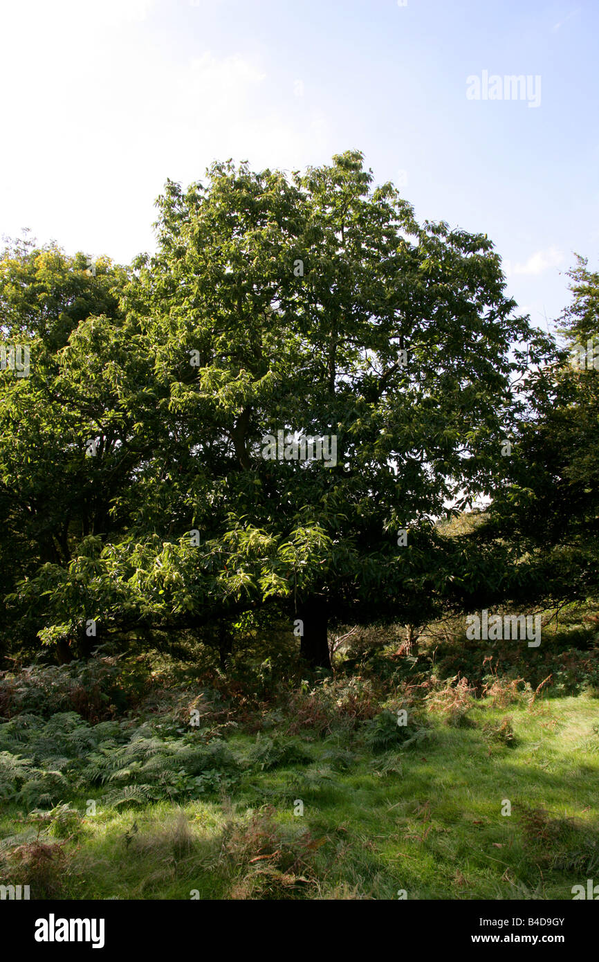 Sweet Chestnut aka Spanish Chestnut, Portuguese Chestnut or European ...