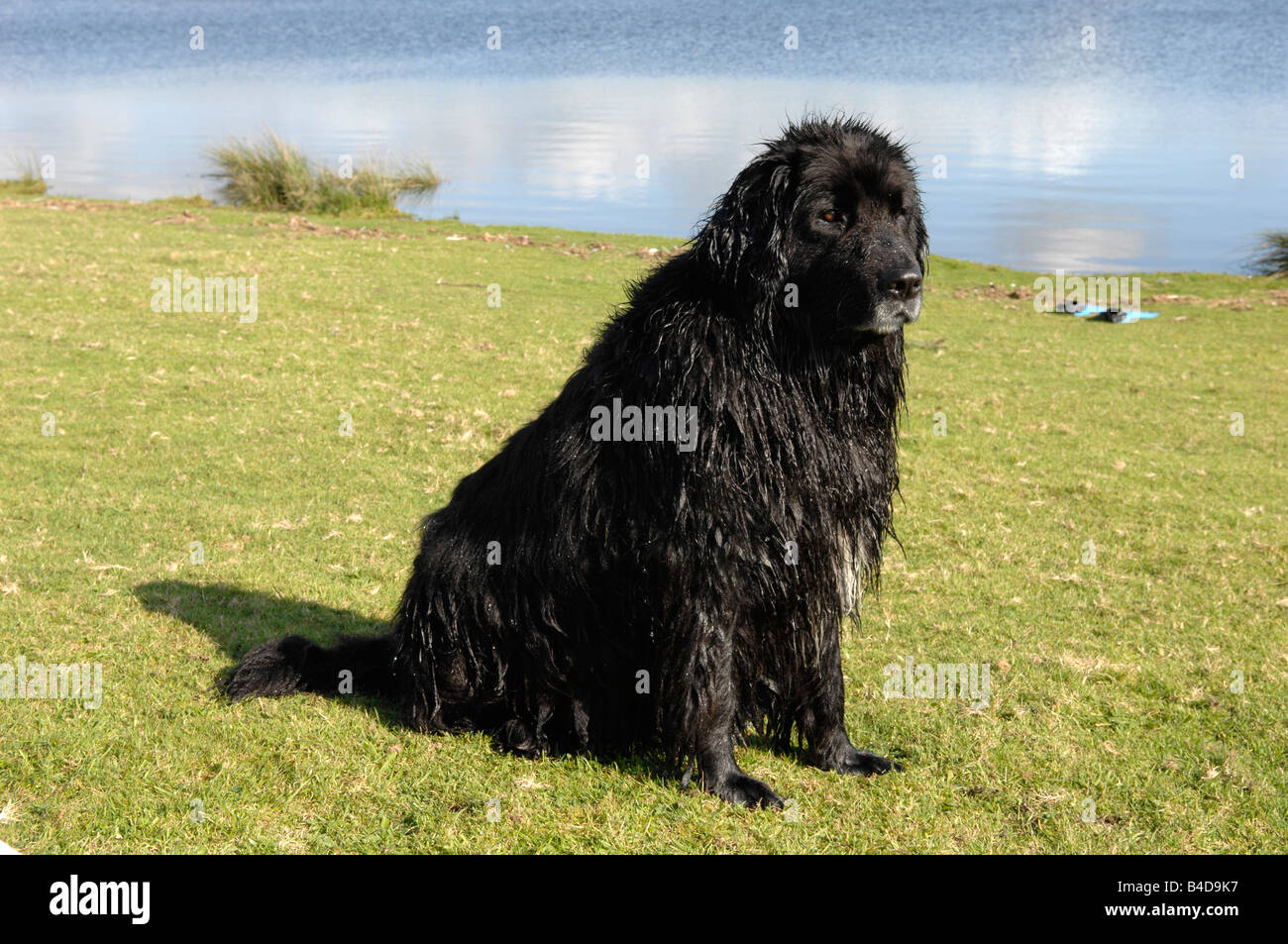 Rescue dog newfoundland swimming hi-res stock photography and images ...